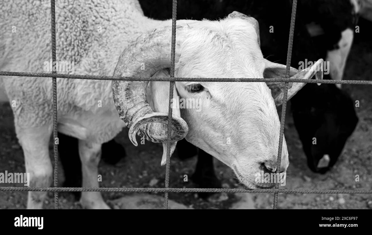 Schlachtend hi-res stock photography and images - Alamy