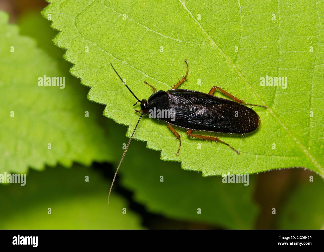 Smokybrown Cockroach Periplaneta fuliginosa insect leaf nature ...