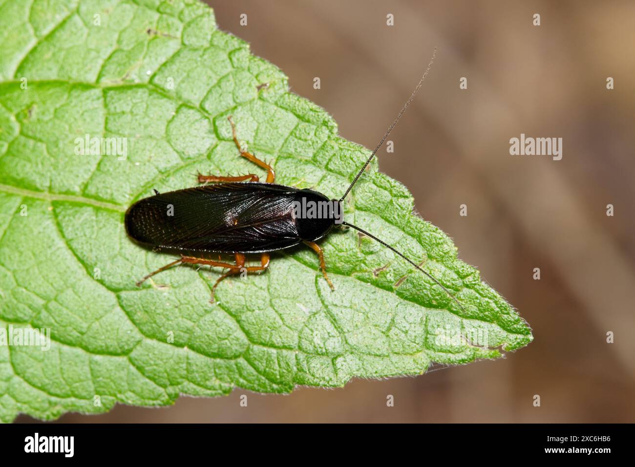 Smokybrown Cockroach Periplaneta fuliginosa insect leaf nature ...