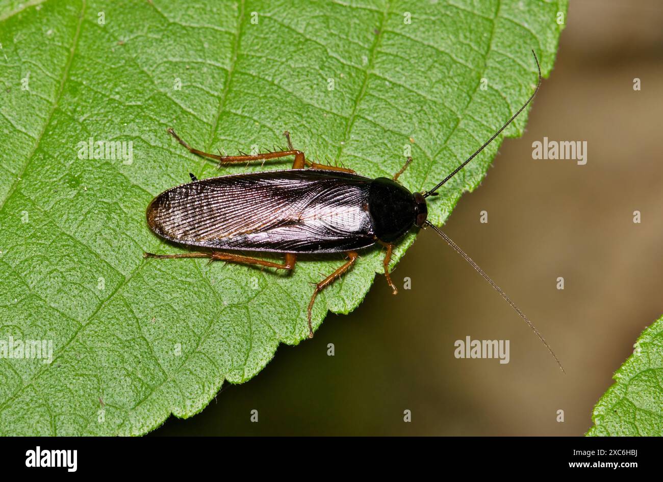 Smokybrown Cockroach Periplaneta fuliginosa insect leaf nature ...