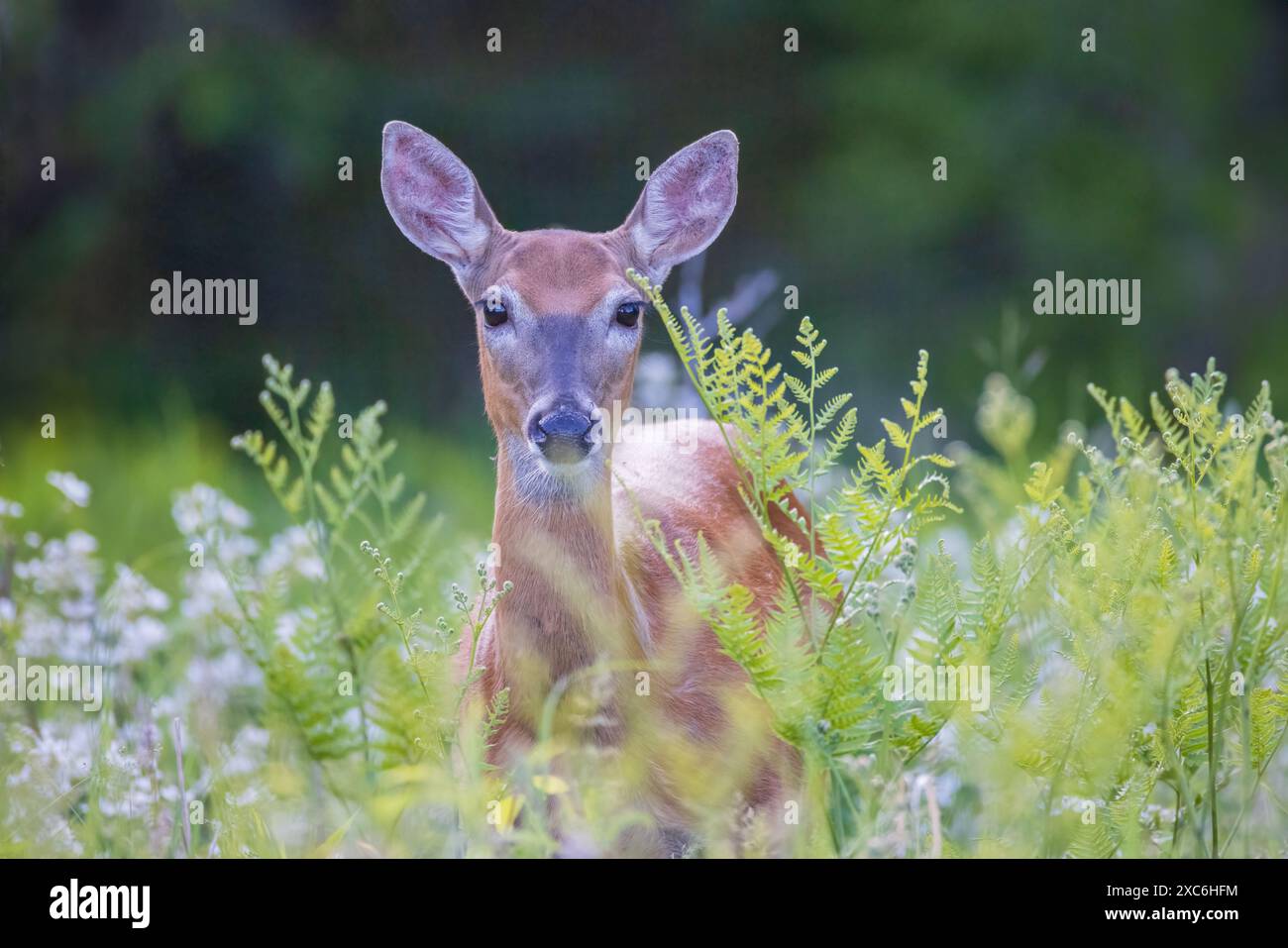 White-tailed doe on a June evening in northern Wisconsin Stock Photo ...