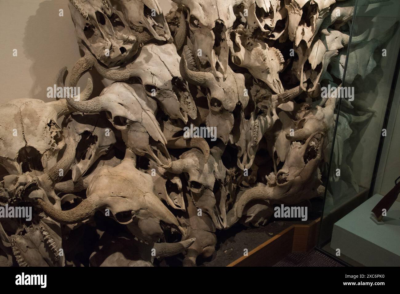 bison skulls in Head-Smashed-In Buffalo Jump World Heritage Site in ...