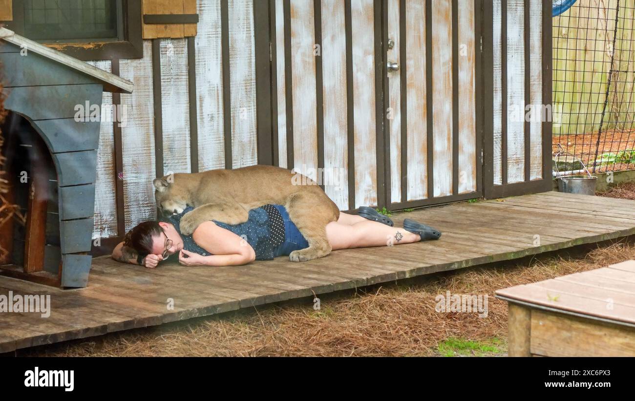 Cougar rests its head on the womans back in the zoo. Love between wild animals and humans ...