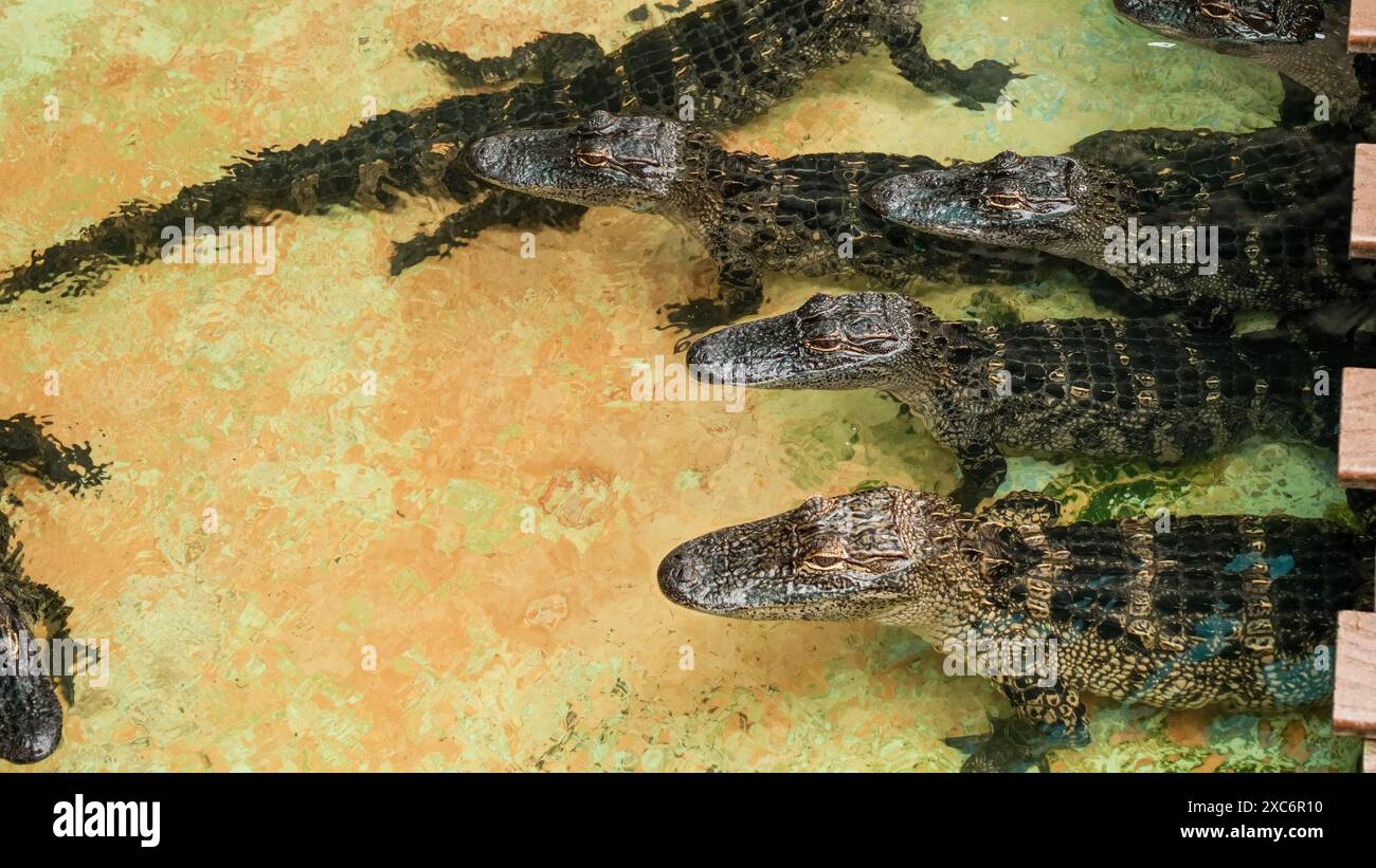 Juvenile alligators swimming in a Florida gator farm with various sizes ...