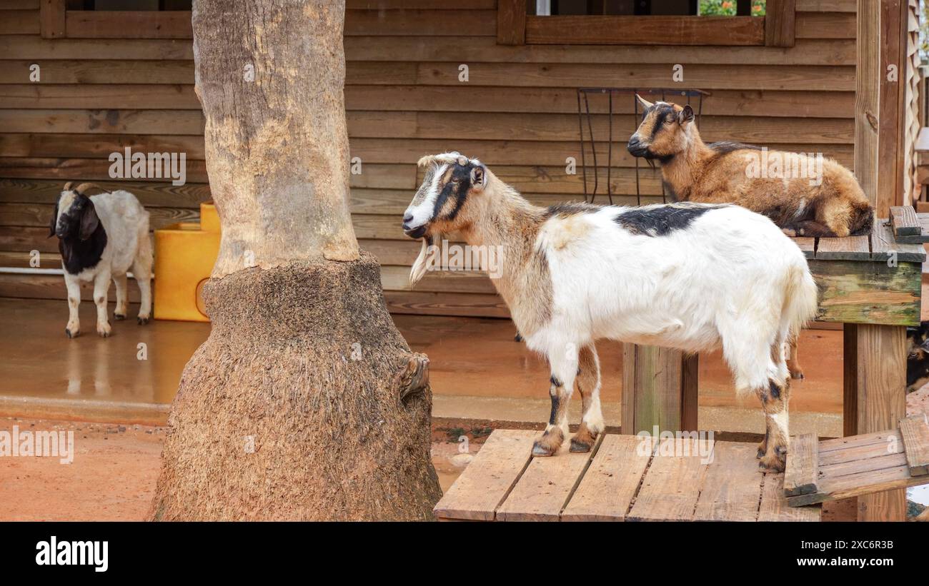Three goats hi-res stock photography and images - Alamy