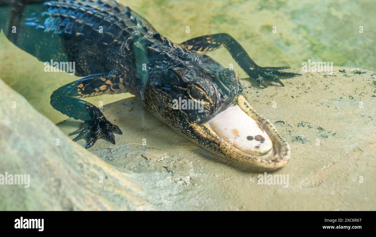 Famous Jawless Alligator Jawlene Resting on Rock with Sharp Teeth in ...