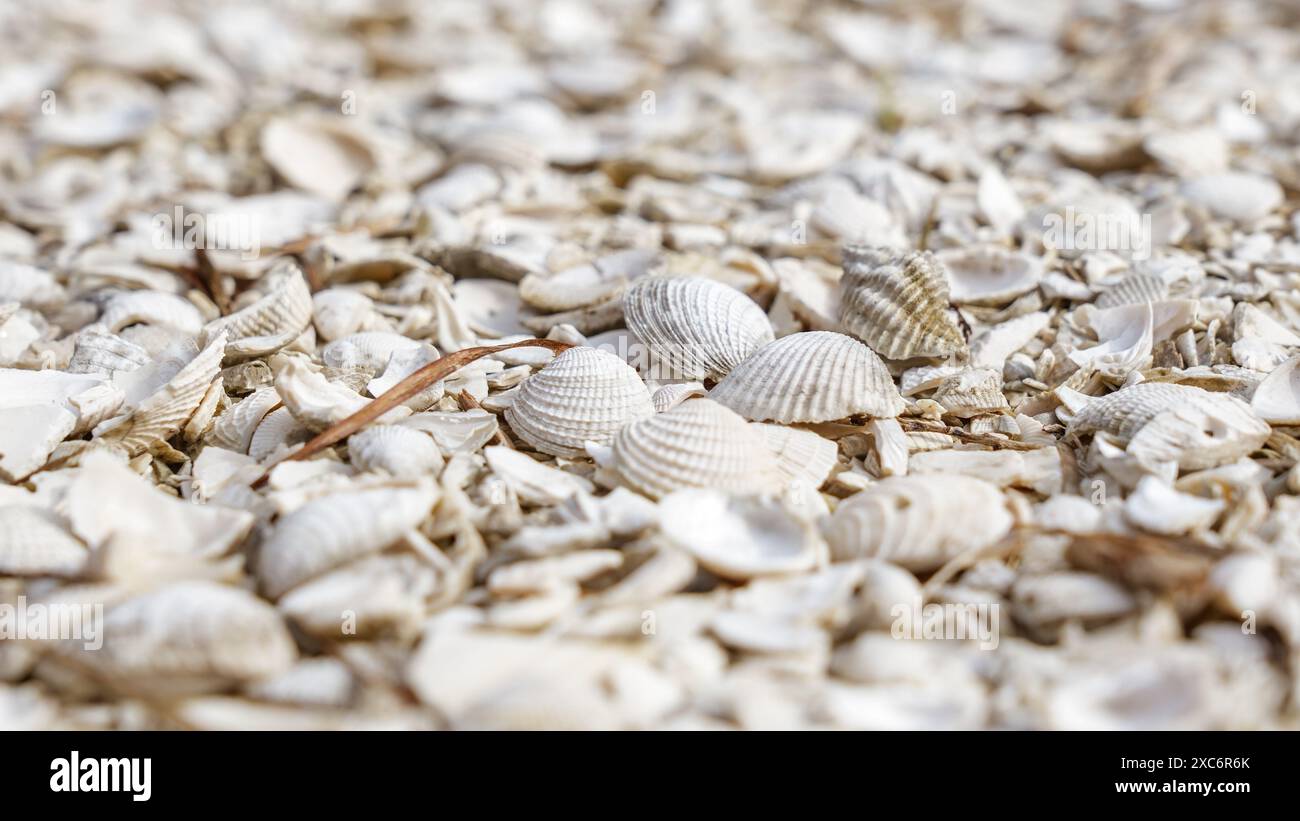 A mesmerizing close-up view of various seashells in shades of white and ...