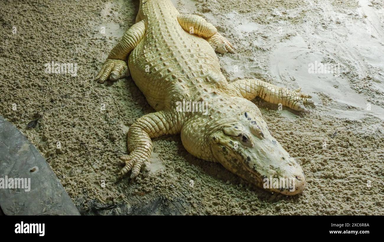 big white scary alligator sunning themselves on the shore of a lake ...