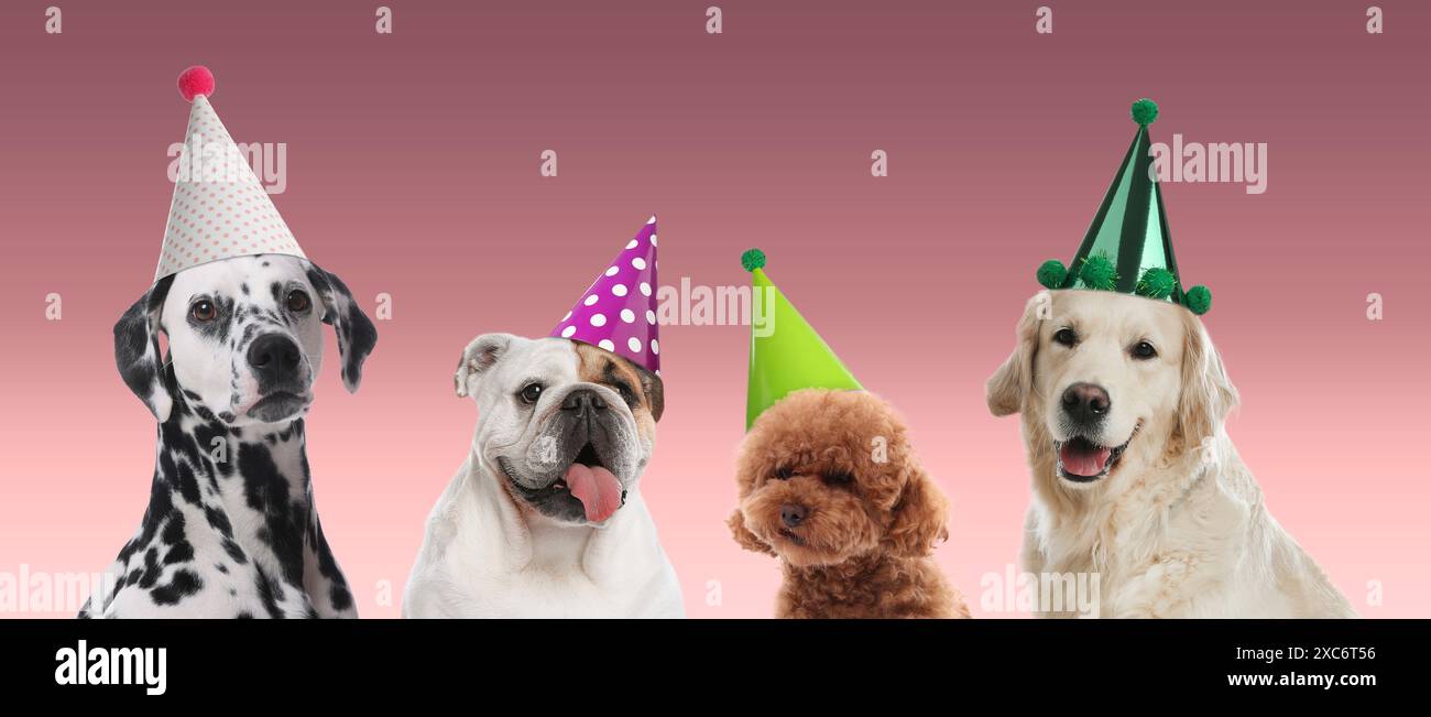 Many different animals with party hats on pink gradient background ...