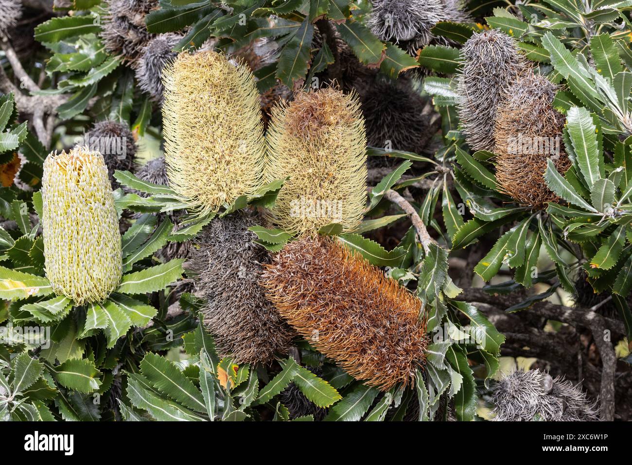 Old man banksia tree hi-res stock photography and images - Alamy
