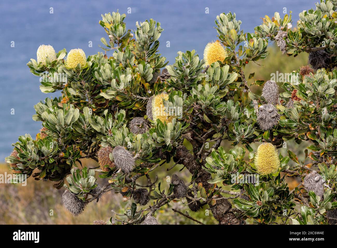 Old man banksia tree hi-res stock photography and images - Alamy