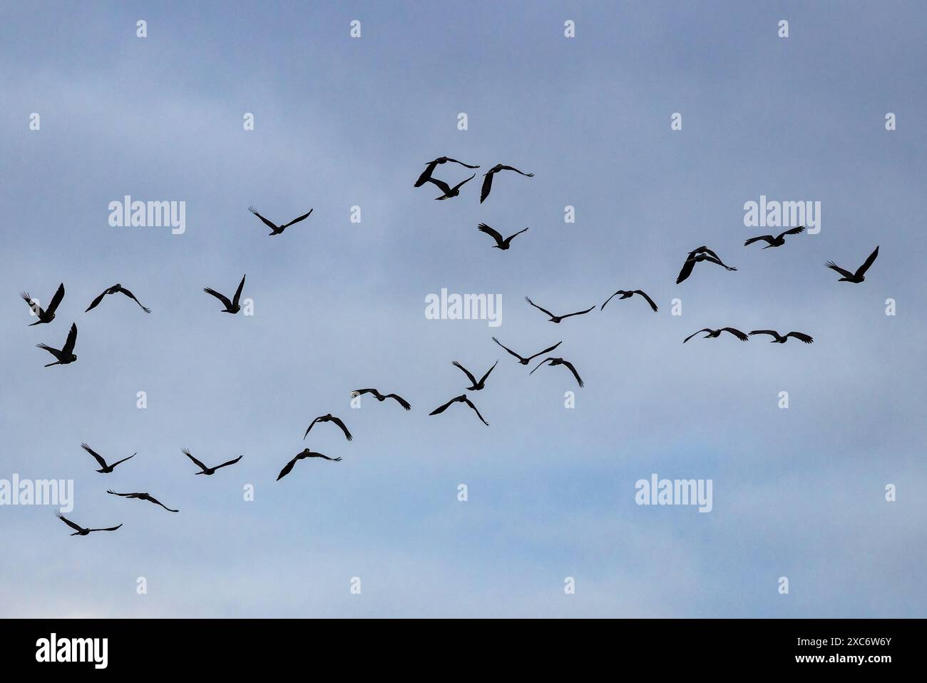 Flock of Australian Yellow-tailed Black Cockatoo's in flight Stock ...
