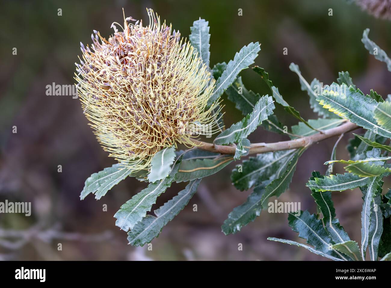 Old man banksia tree hi-res stock photography and images - Alamy