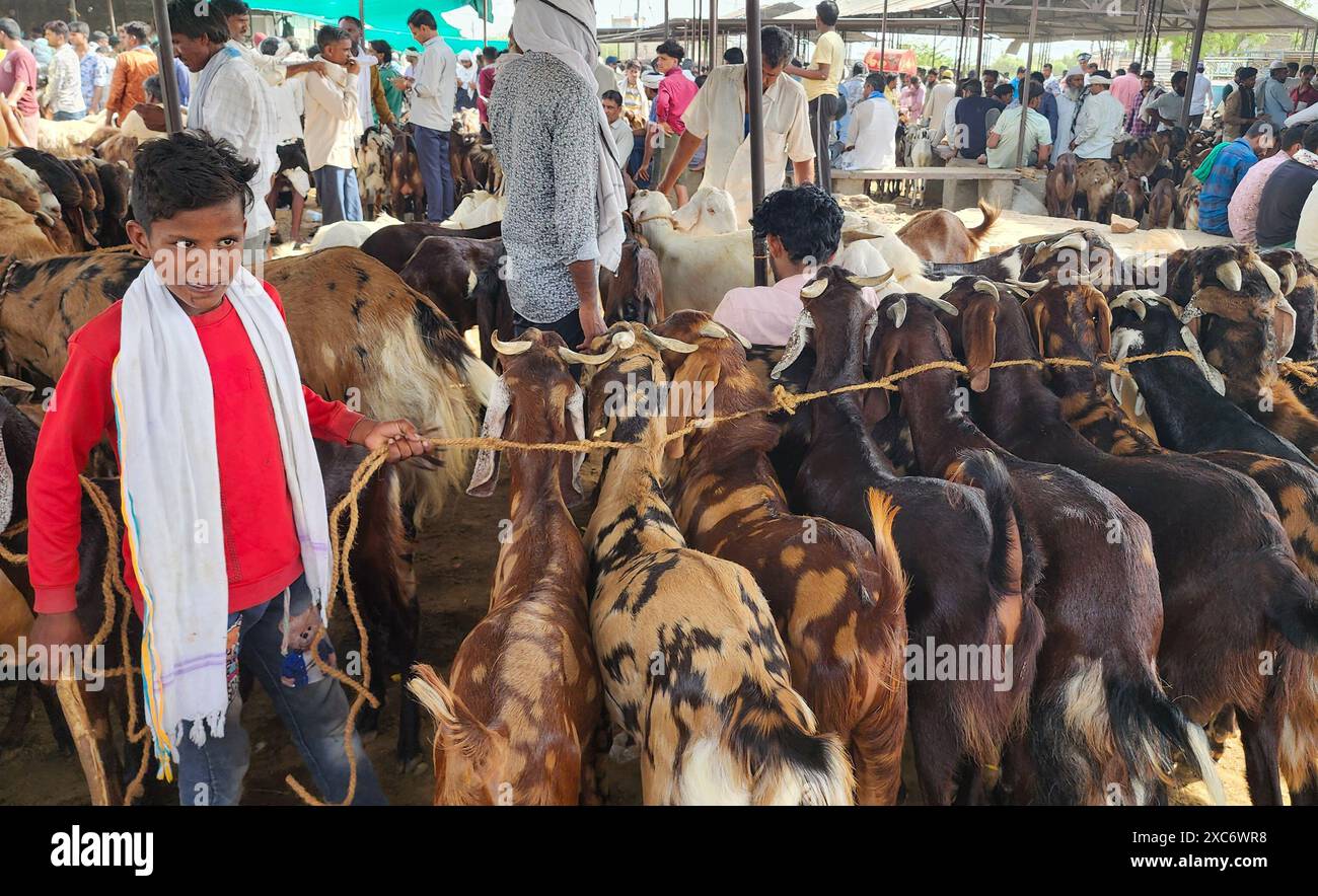 Ajmer, Rajasthan, India. 12th June, 2024. Livestock market Ajmer Bakra ...