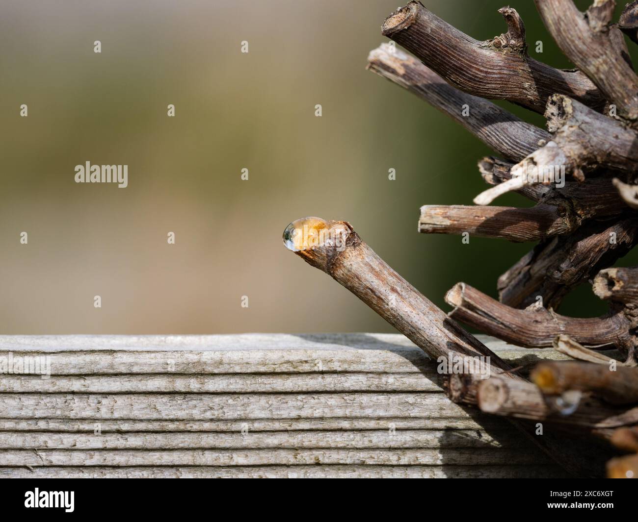 Plant sap on a cut twig. The water droplet is a sign of life. Close up ...