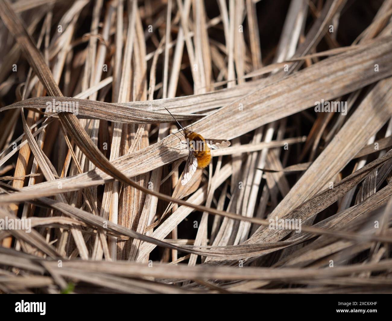 Greater bee fly (Bombylius major) sitting on dry grass in a garden in ...
