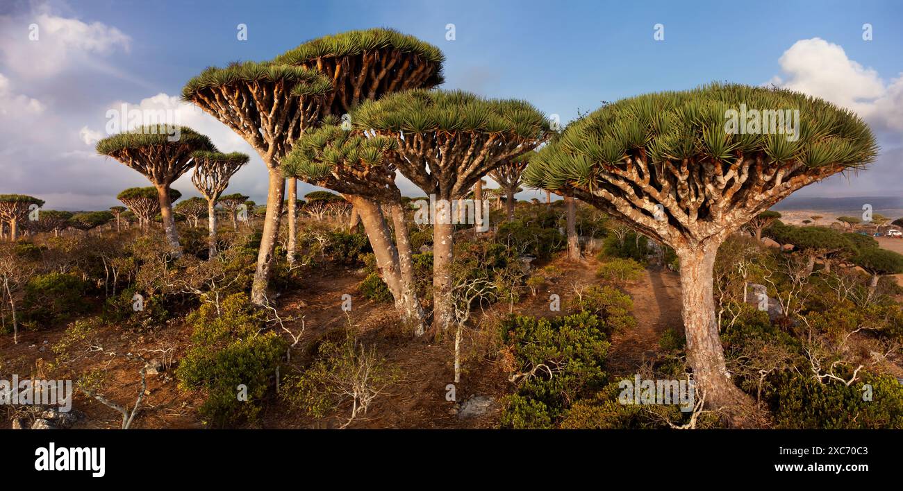 Dracaena cinnabari hi-res stock photography and images - Alamy
