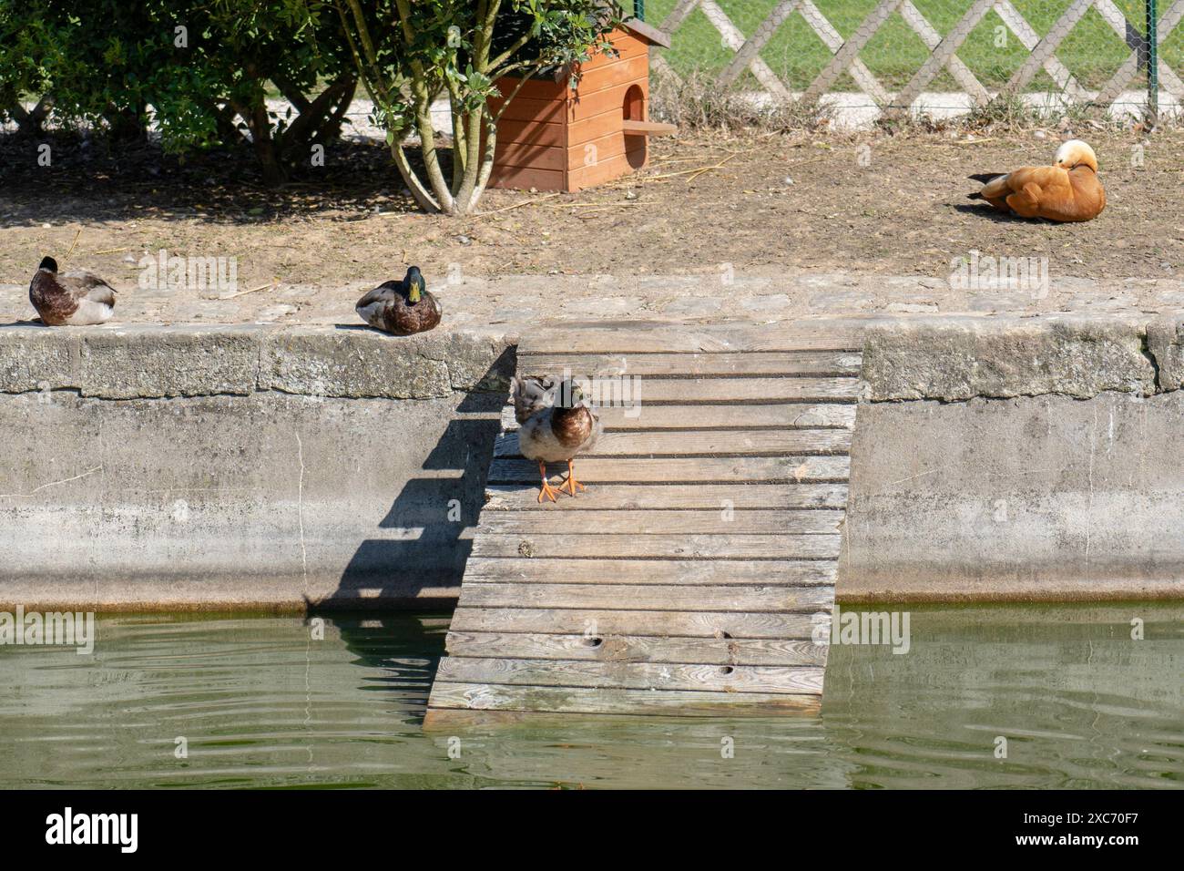 Flock of ducks walking along a muddy dirty road in a traditional old ...