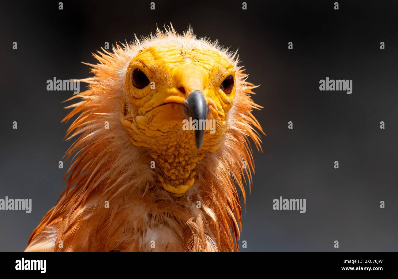 The Egyptian vulture (Neophron percnopterus), also called the white ...