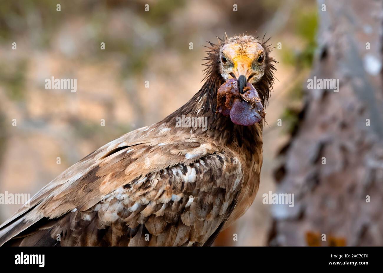 The Egyptian vulture (Neophron percnopterus), also called the white ...