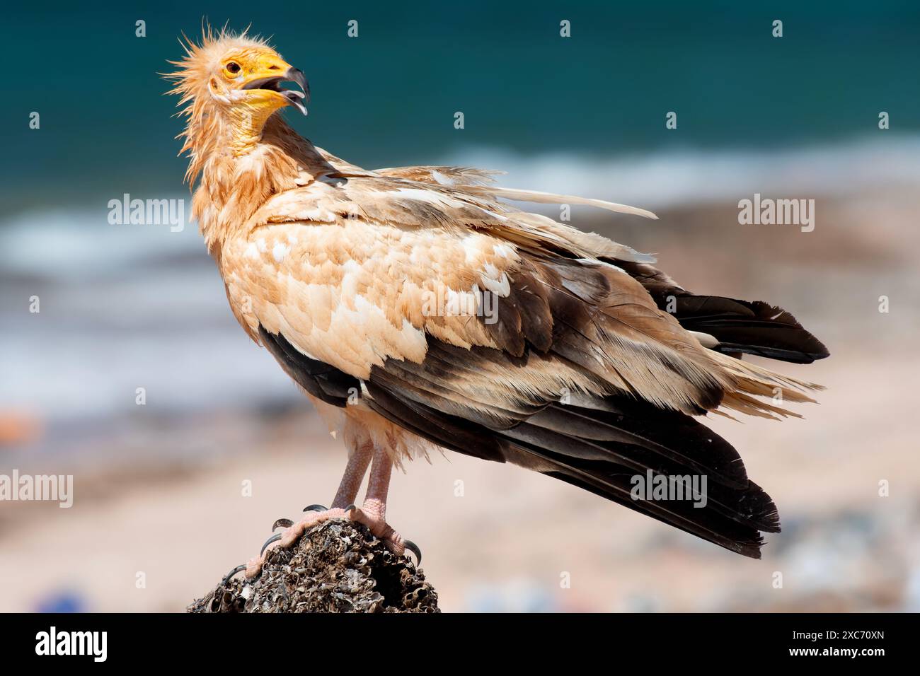 The Egyptian vulture (Neophron percnopterus), also called the white ...