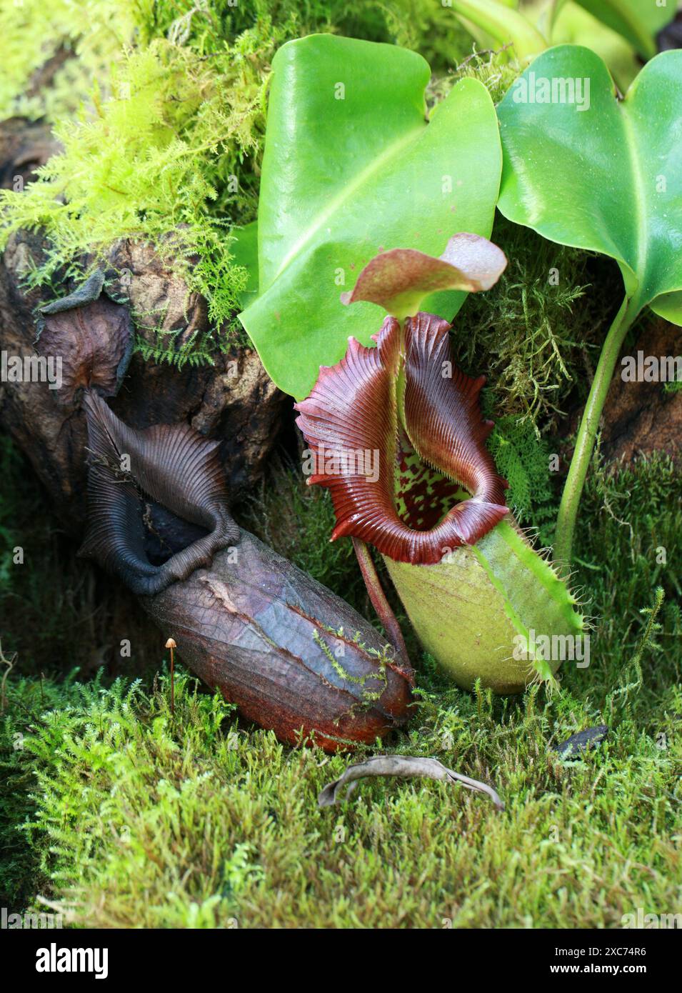 Robert cantleys pitcher plant hi-res stock photography and images - Alamy