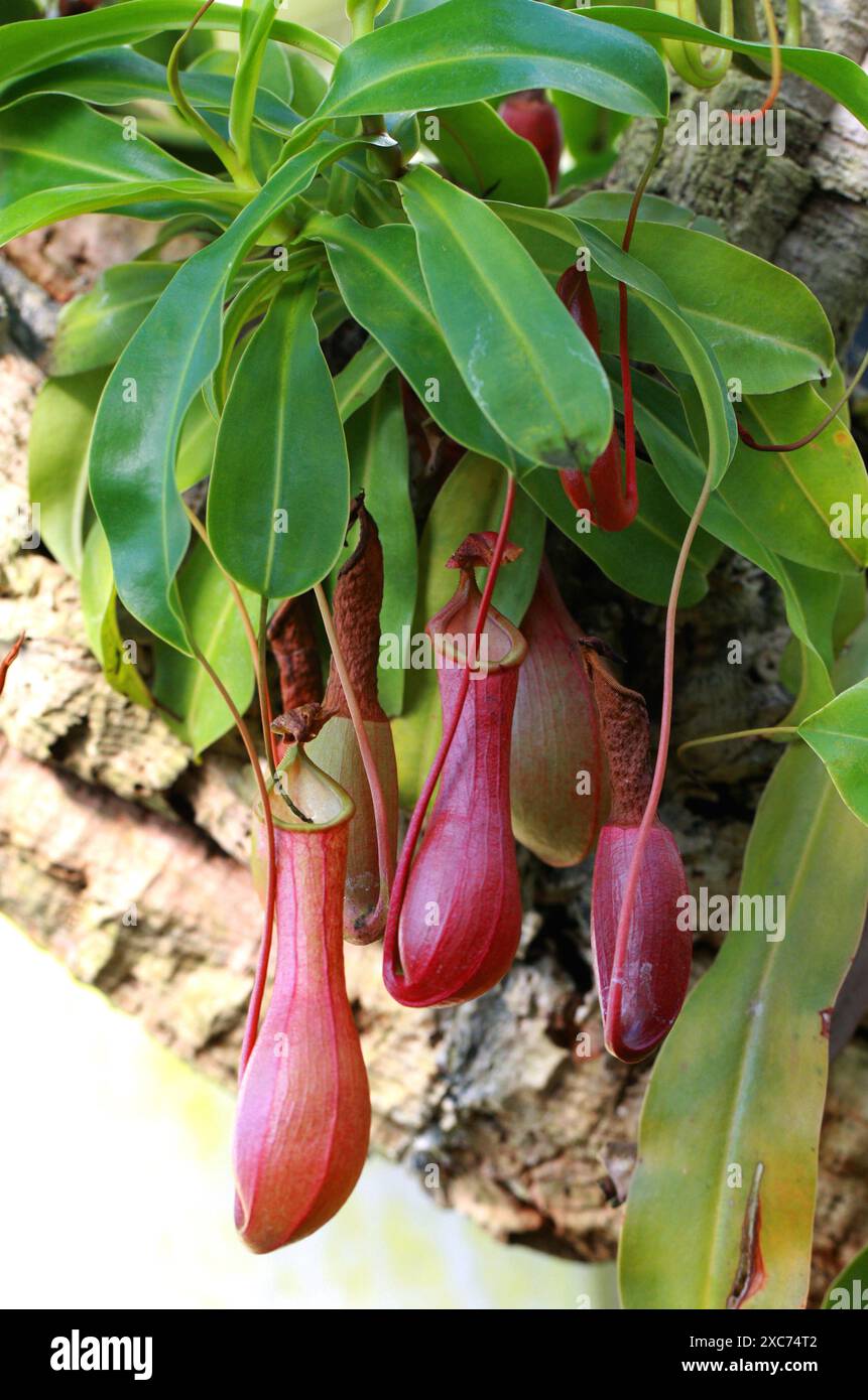 Pitcher Plants, Nepenthes × ventrata, Nepenthaceae. Philippines. It is ...
