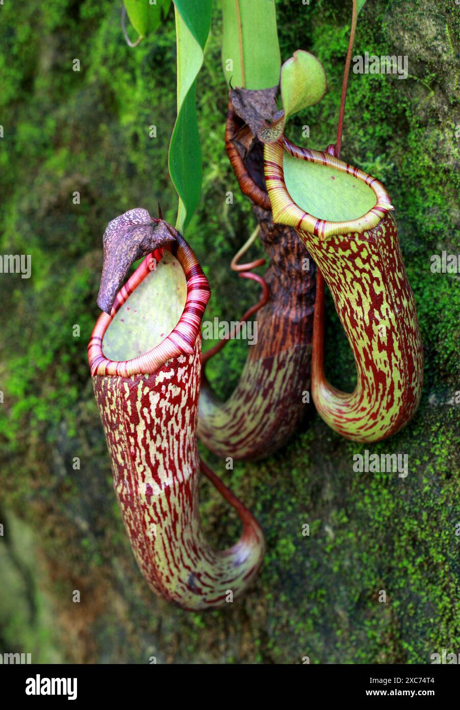 Nepenthes northiana hi-res stock photography and images - Alamy