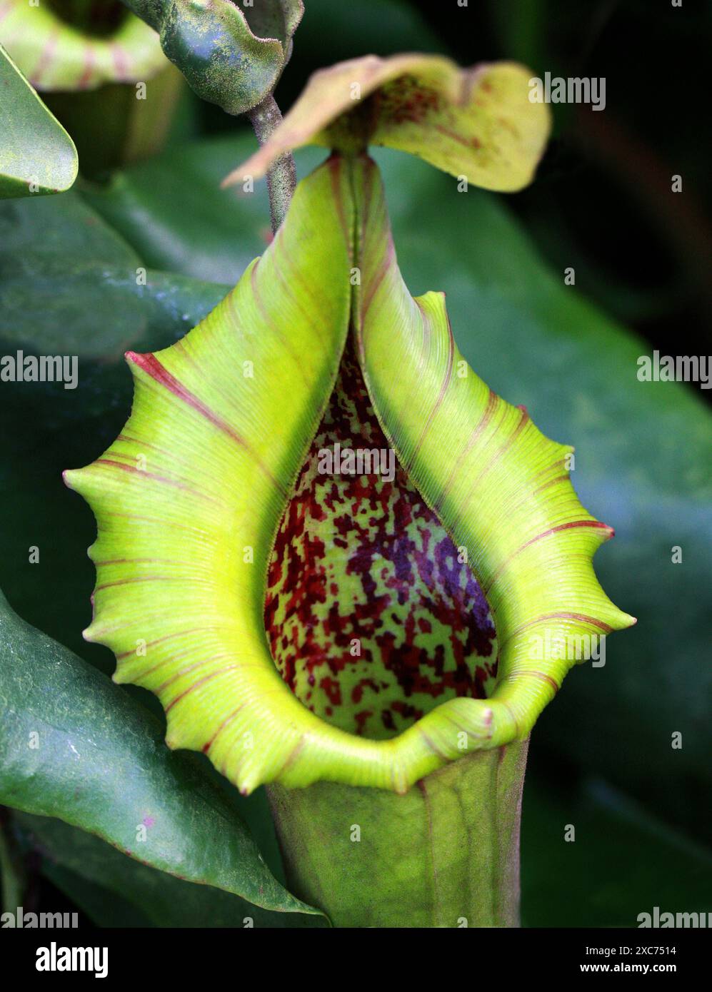The Splendid Pitcher Plant, Nepenthes truncata, Nepenthaceae ...