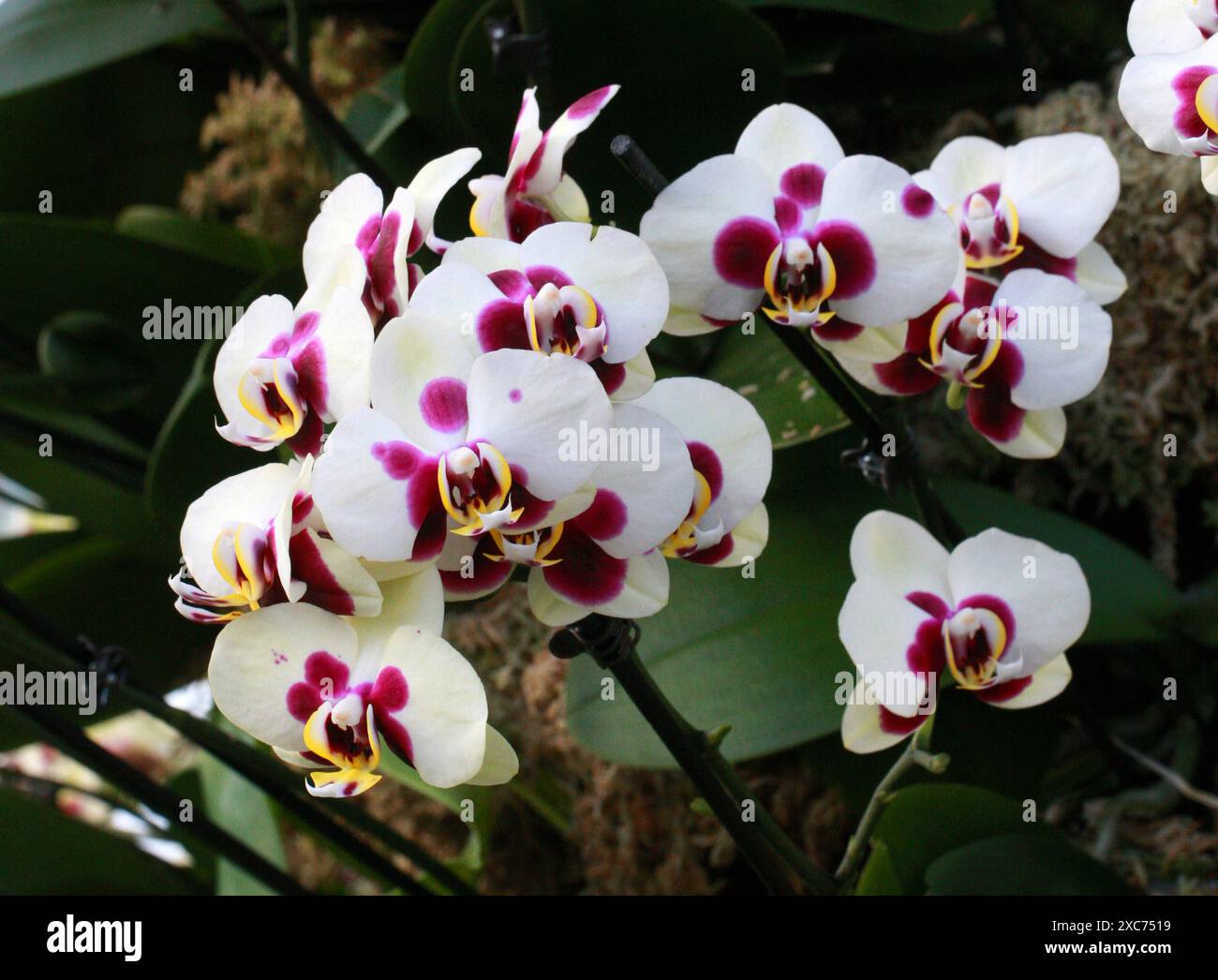 Moth Orchid, Phalaenopsis Hybrid Cultivar, Orchidaceae, Aeridinae ...