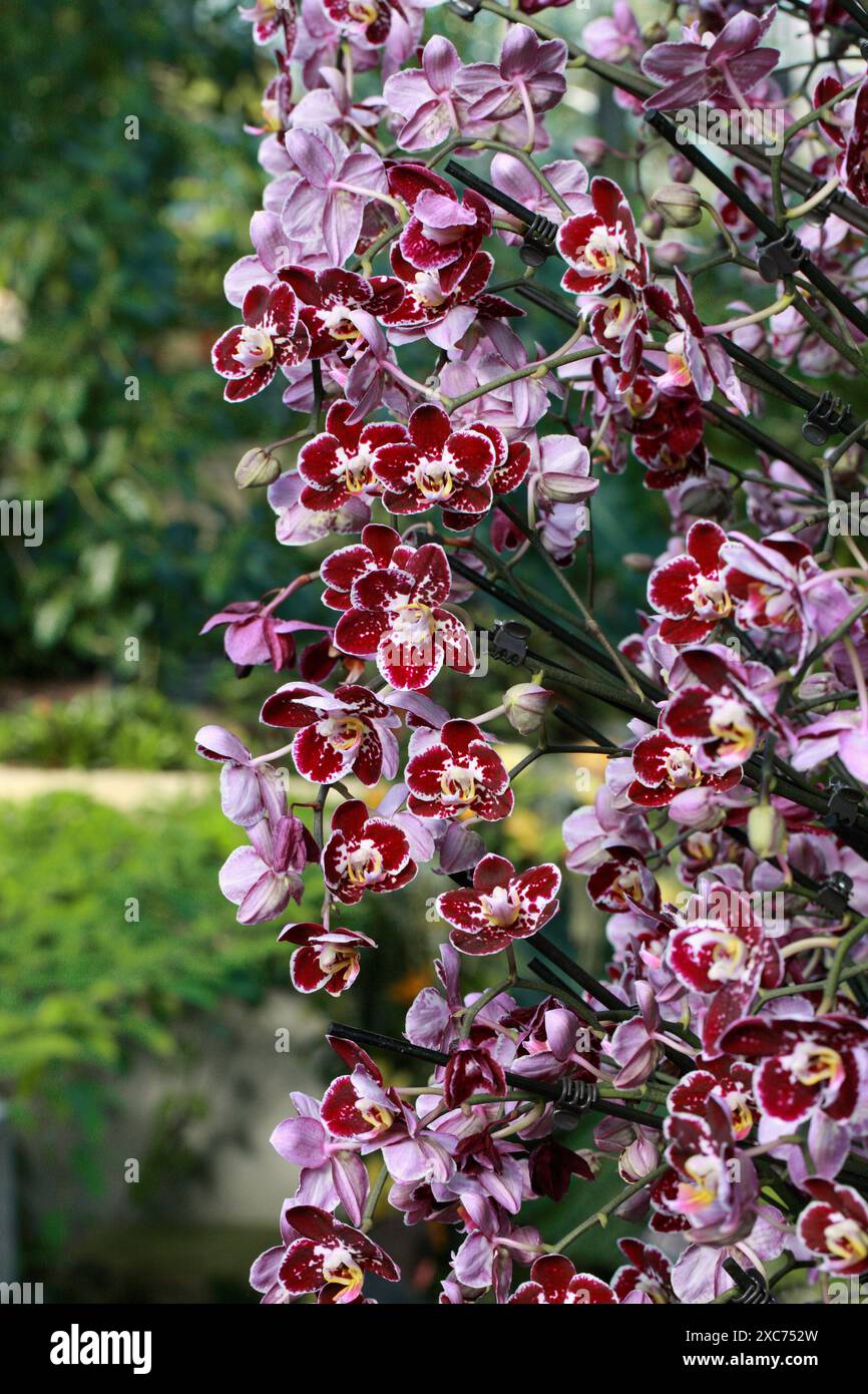 Moth Orchid, Phalaenopsis Hybrid Cultivar, Orchidaceae, Aeridinae ...