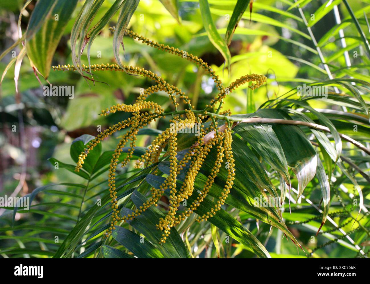 Fruits of Chamaedorea pochutlensis, Chamaedoreeae, Arecoideae ...