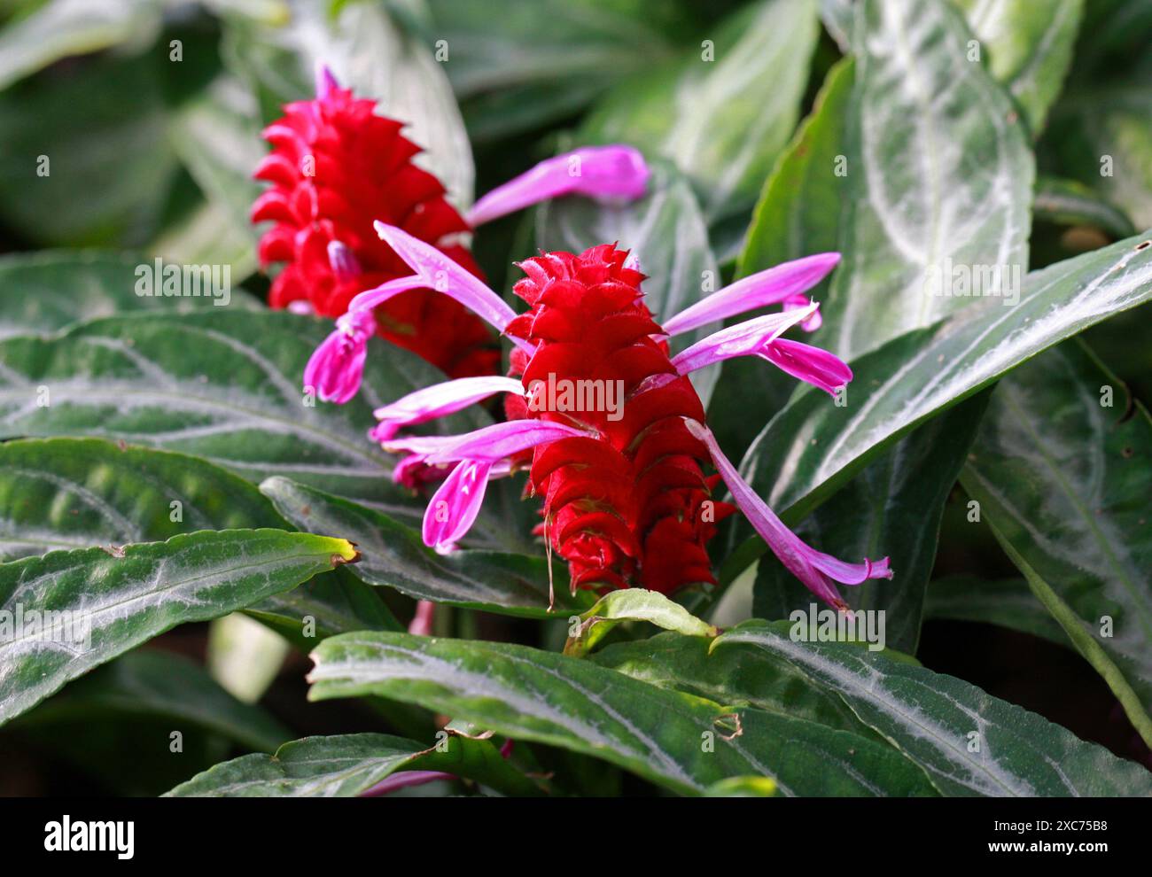 Dianthera lanceolata hi-res stock photography and images - Alamy