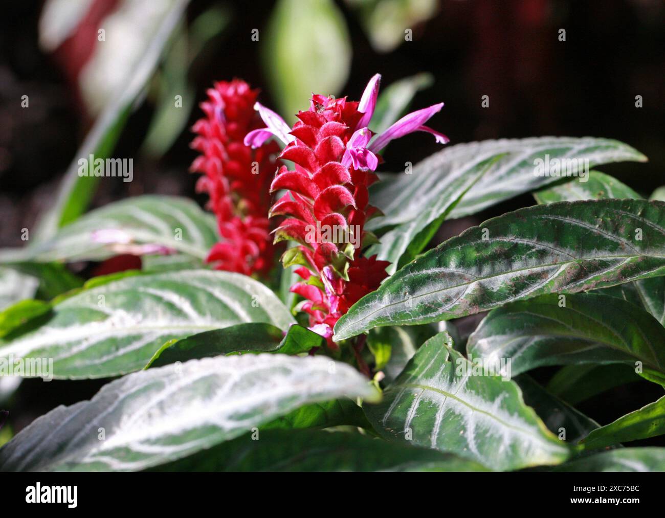 Justicia scherdweileri, Acanthaceae. Brazil, South America. The native ...
