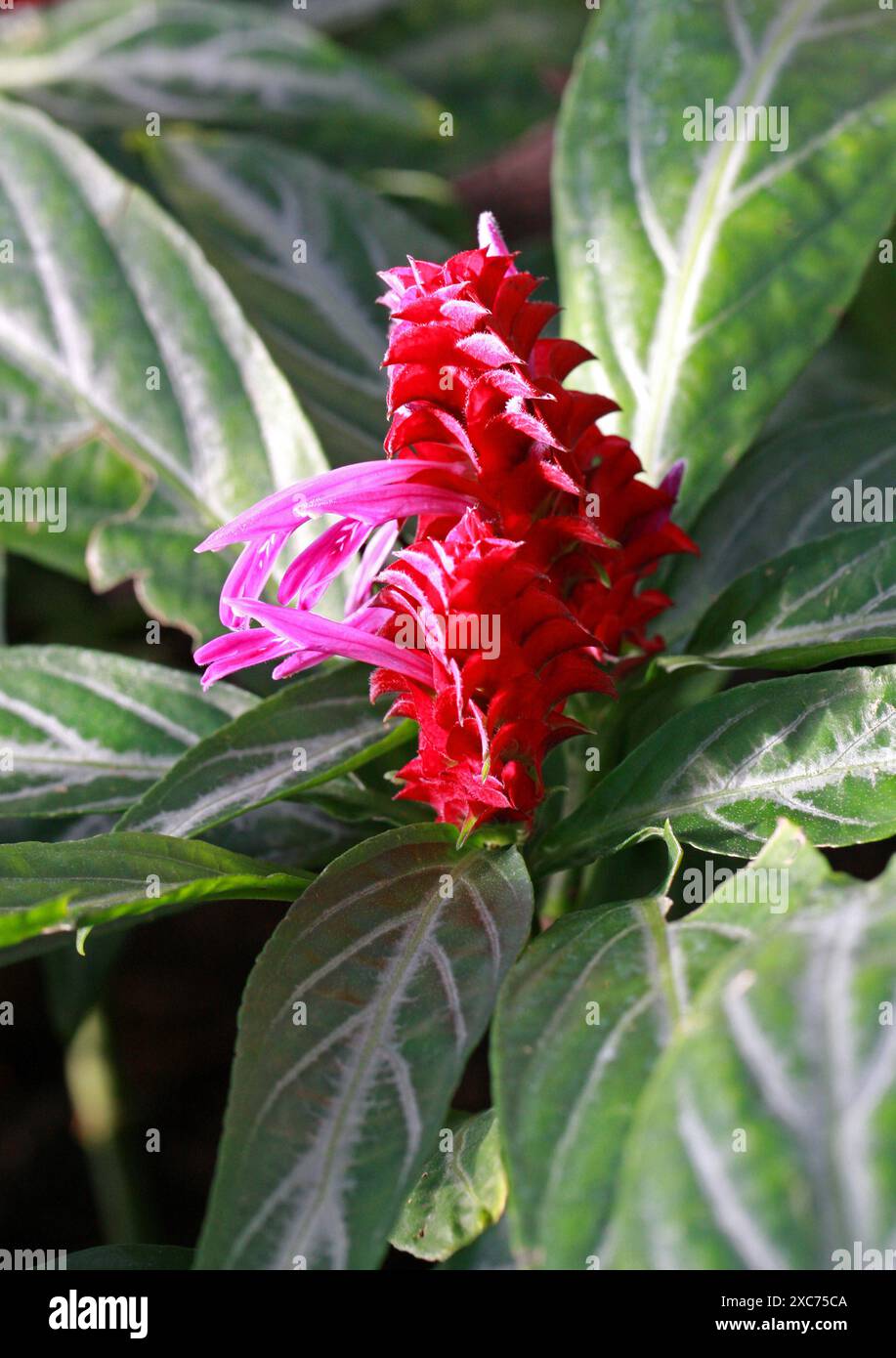 Justicia scherdweileri, Acanthaceae. Brazil, South America. The native ...