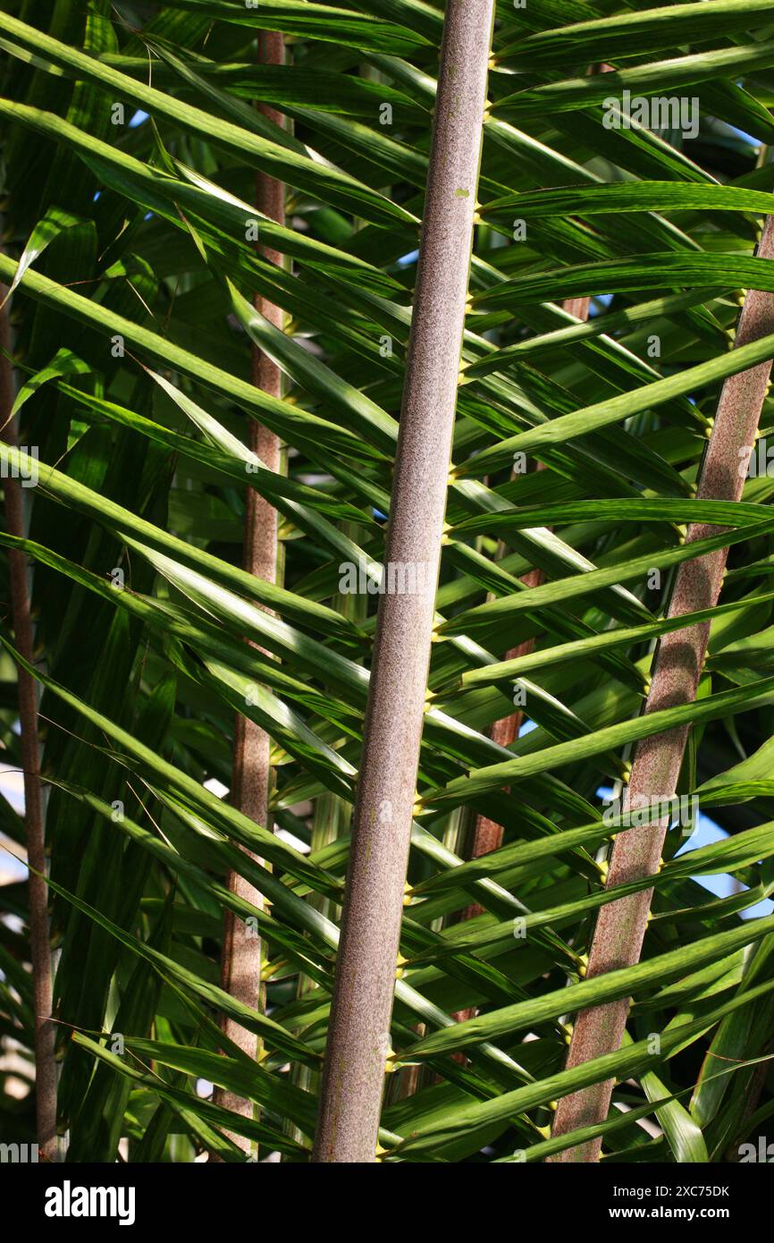 African Oil Palm, Oil Palm or Macaw-fat, Elaeis guineensis, Arecaceae ...