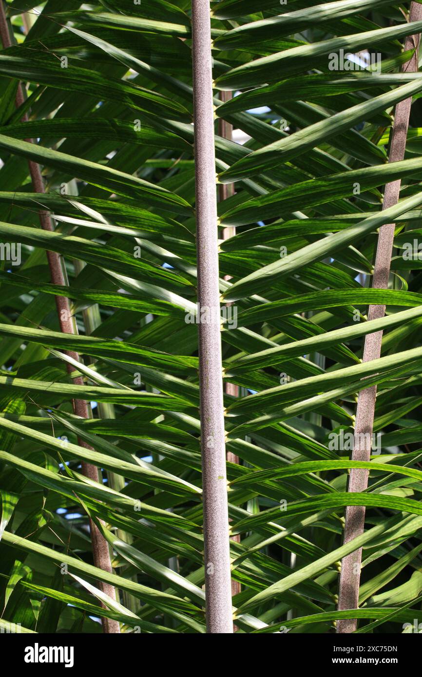 African Oil Palm, Oil Palm or Macaw-fat, Elaeis guineensis, Arecaceae ...