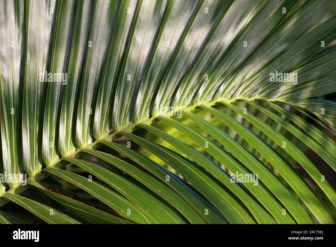 Bottle Palm Leaf, Hyophorbe lagenicaulis, Arecaceae (previously Palmae ...