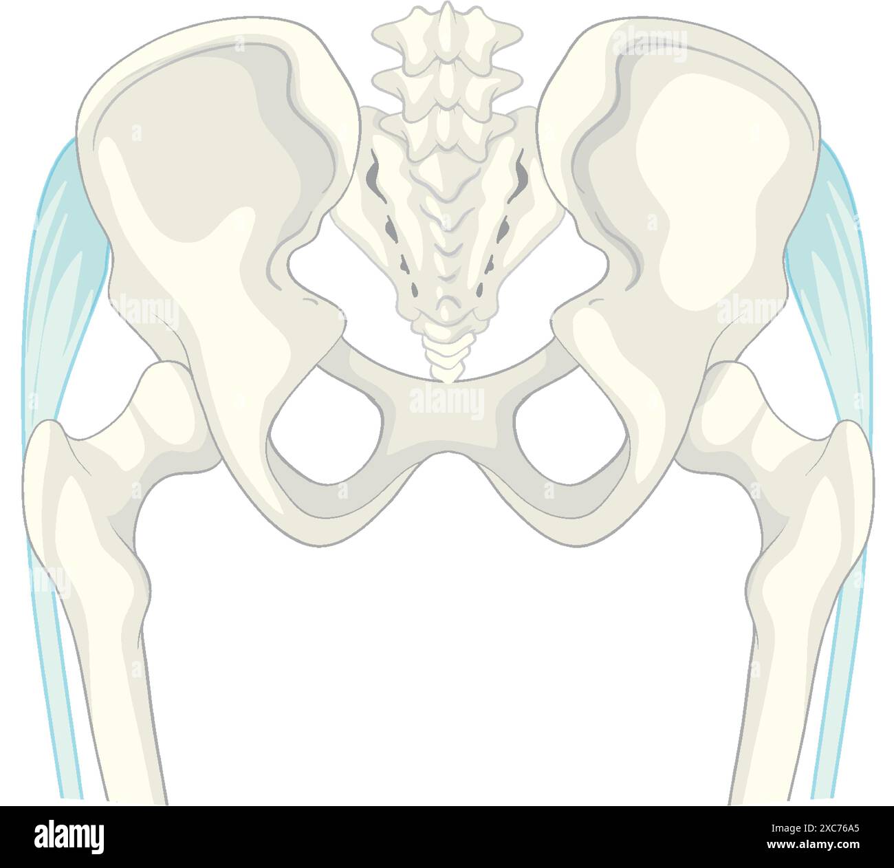 Detailed vector illustration of human pelvic bones Stock Vector Image ...