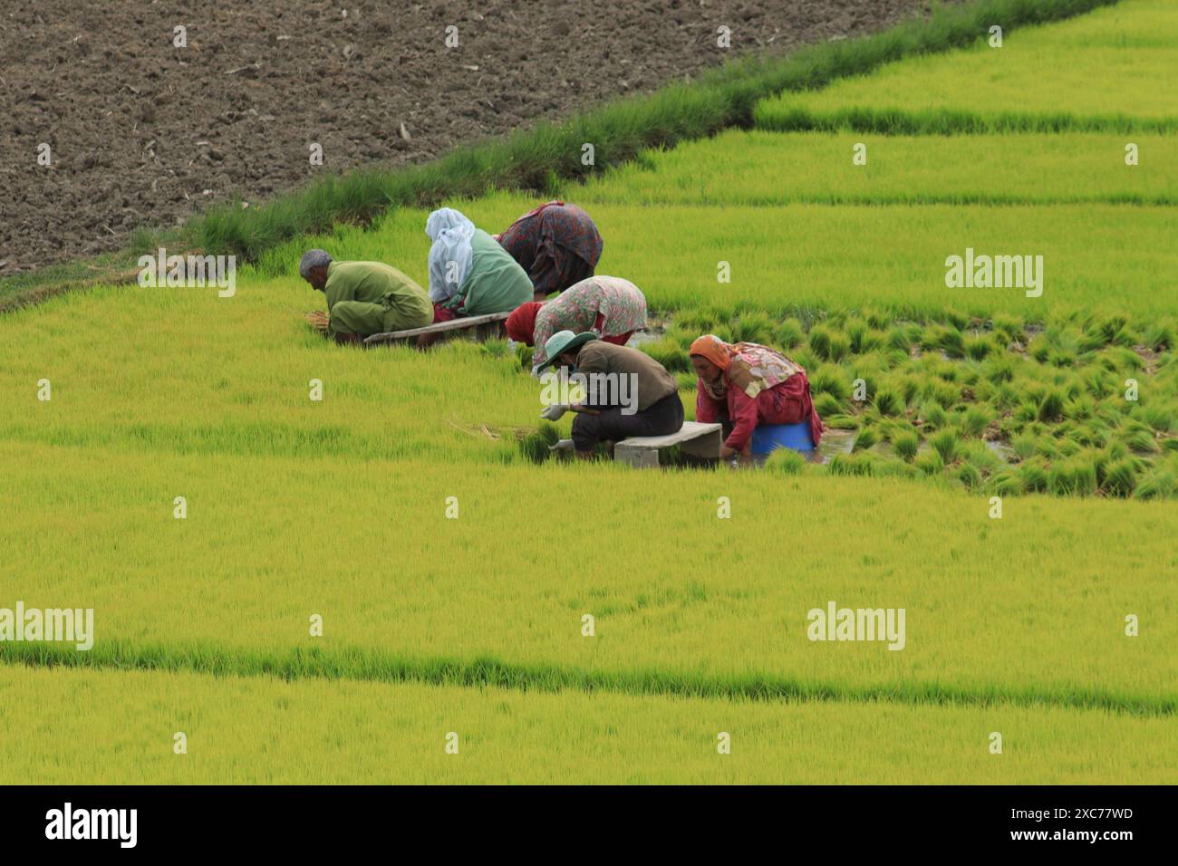 Farm workers are diligently planting in the lush green paddy fields ...