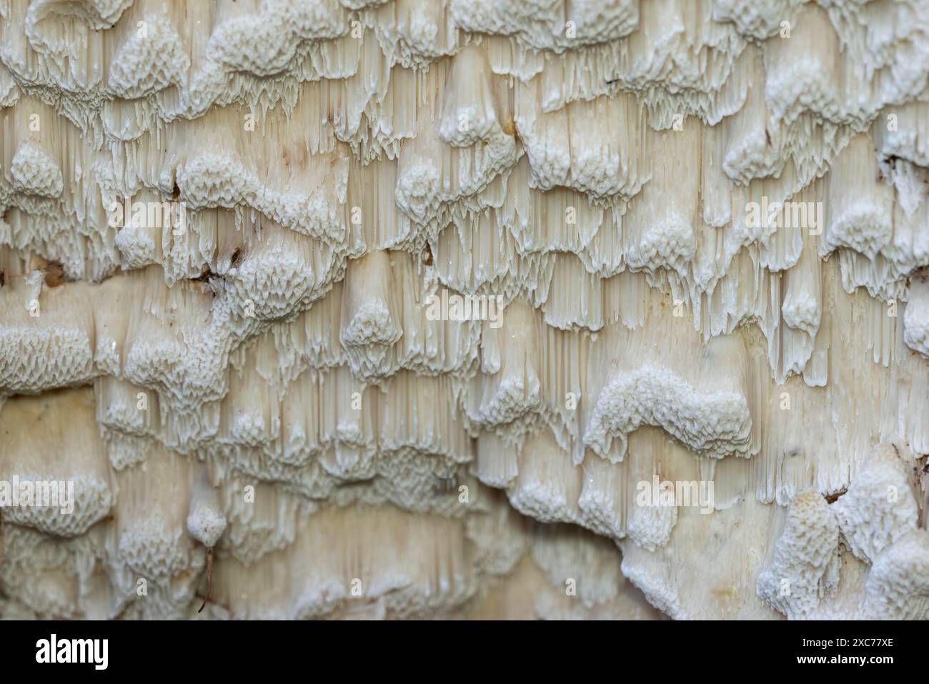 Structure, tree fungus, Bad Homburg vor der Hoehe, Hesse, Germany Stock ...