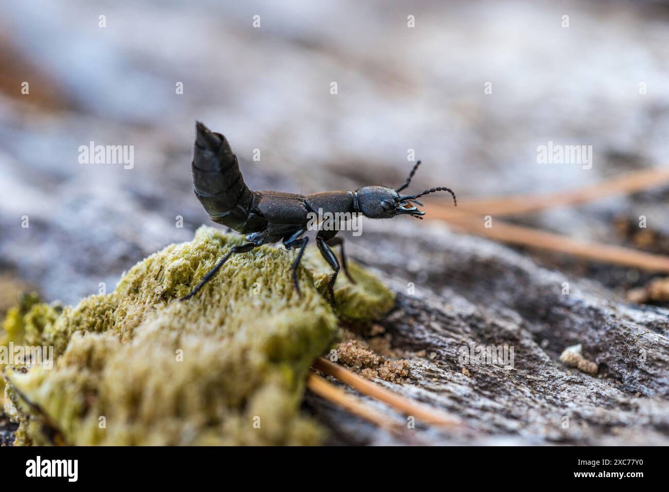 Devil's coach-horse beetle (Ocypus olens) of the short-winged beetle ...