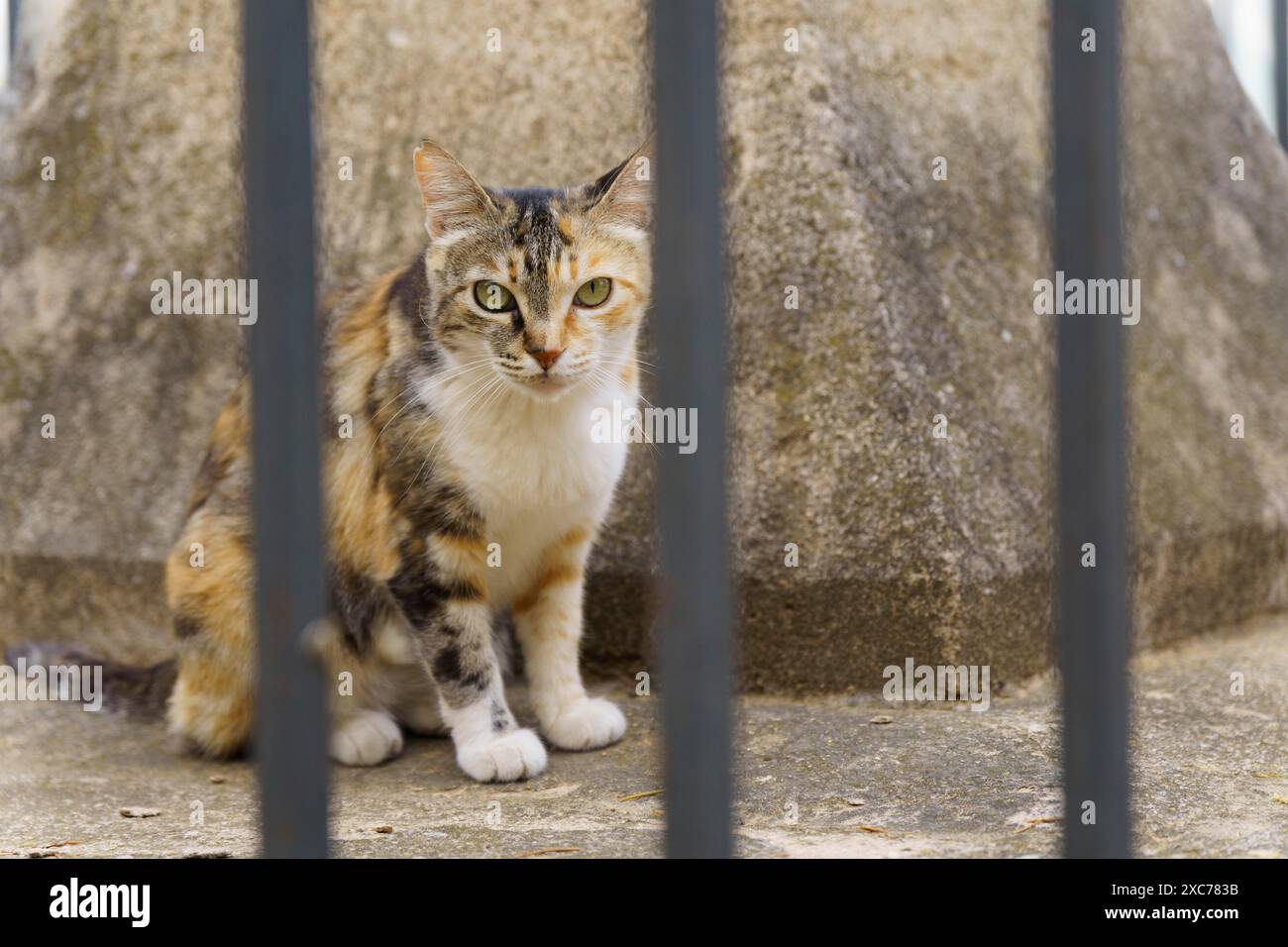 Cat locked behind metal bars looking at the camera Stock Photo - Alamy