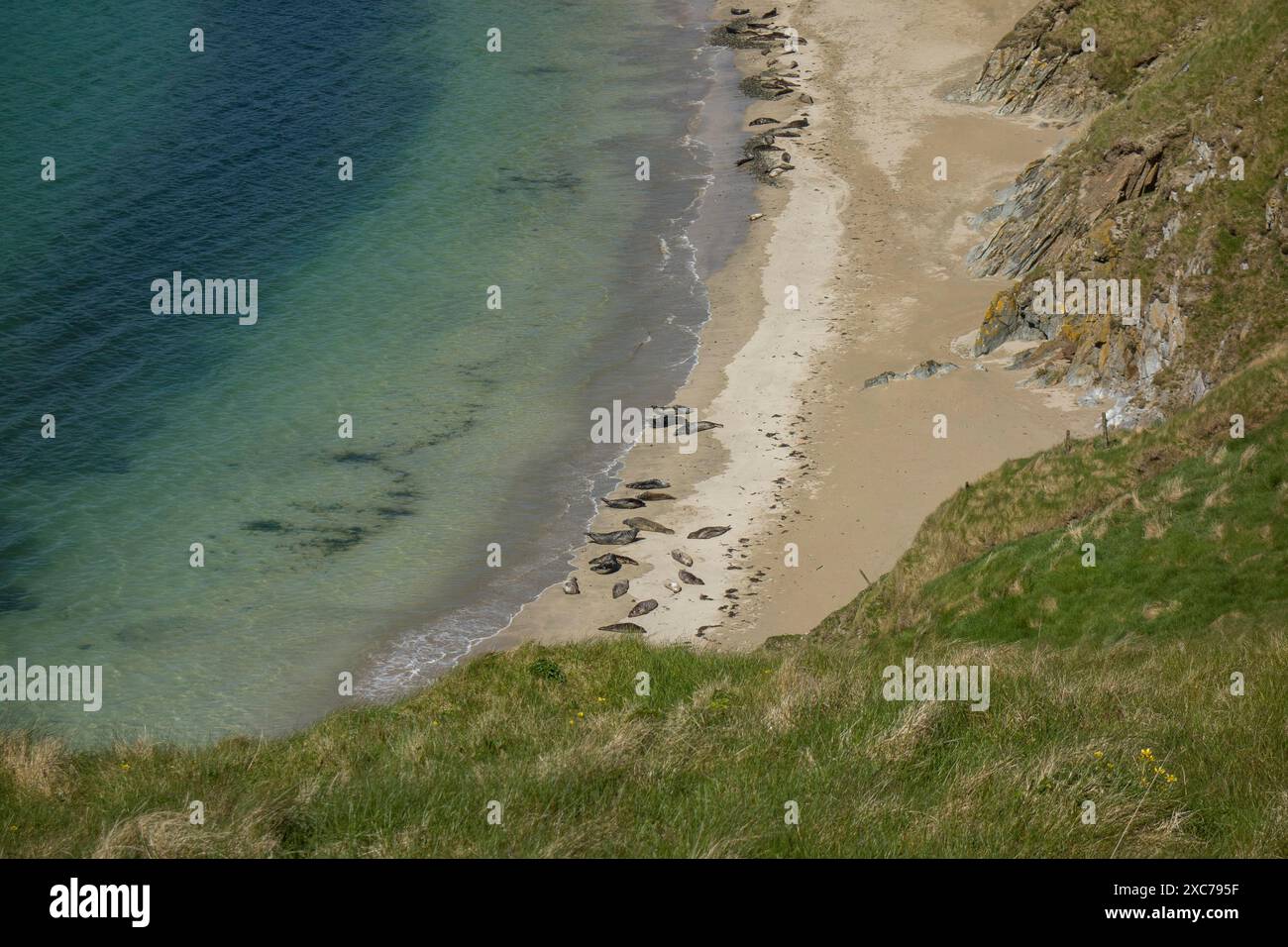 Seals sunbathing on a sandy beach on a rocky shore, lerwick, shetlands ...