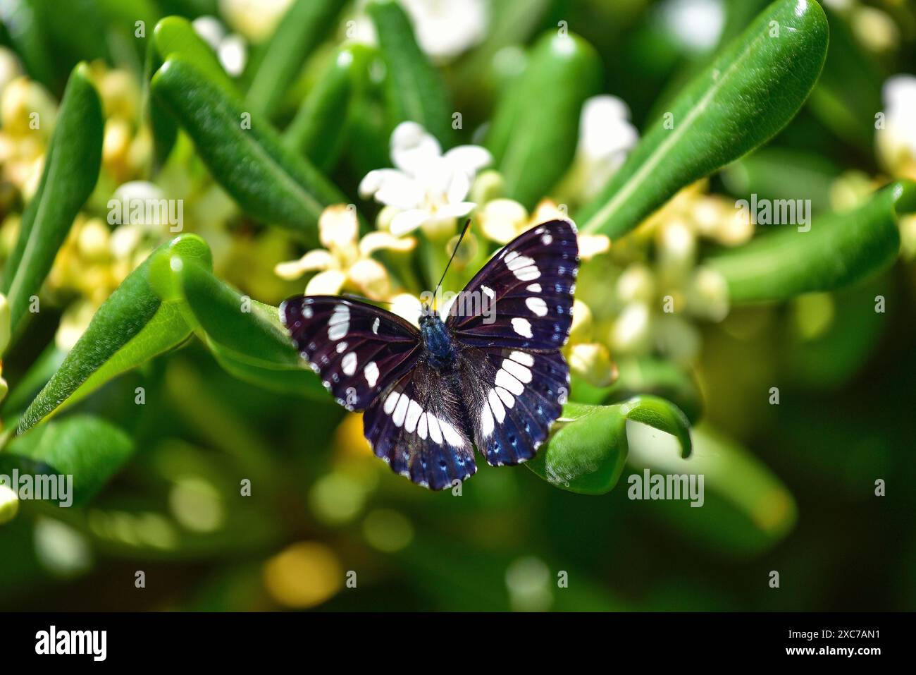 A brush-footed butterfly (Nymphalidae) of the species Southern white ...