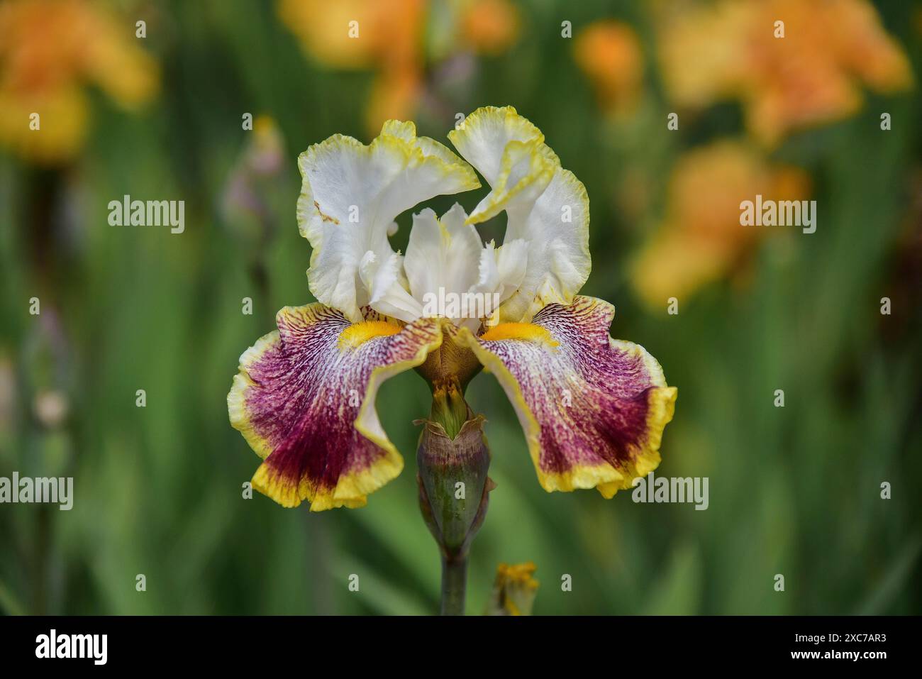 Irises in an iris field near Larnas in the French department of Ardeche ...