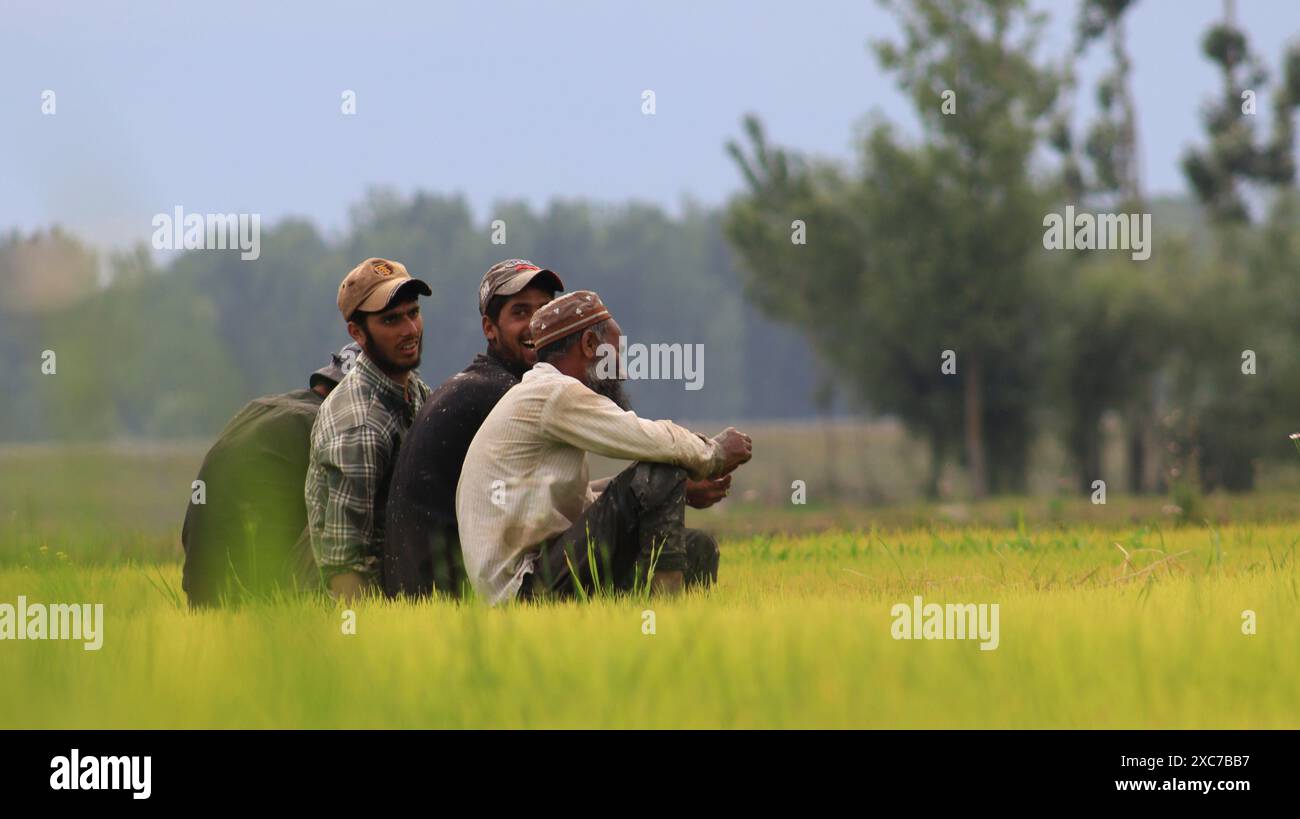 Three farmers resting and chatting on the edge of green paddy fields ...