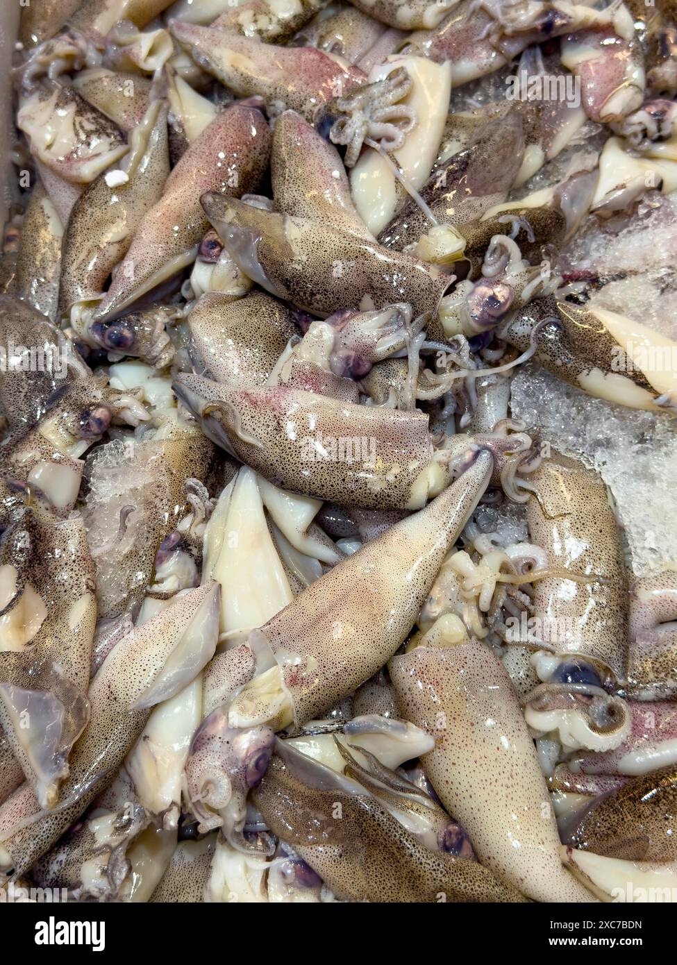 Display of fish caught European squid (Loligo vulgaris) European squid ...