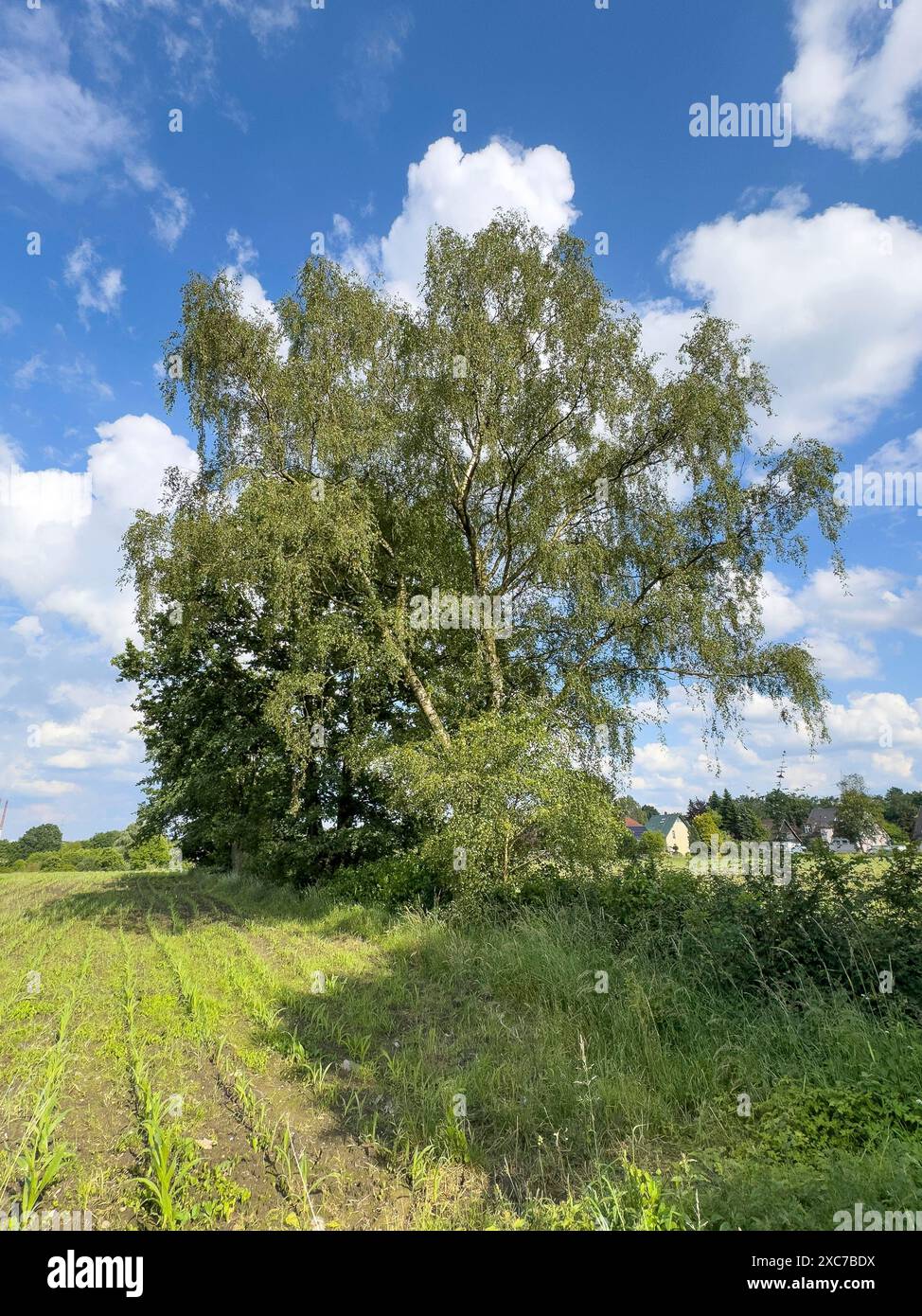 Large branched birch (Betula) growing between two fields Fields next to ...