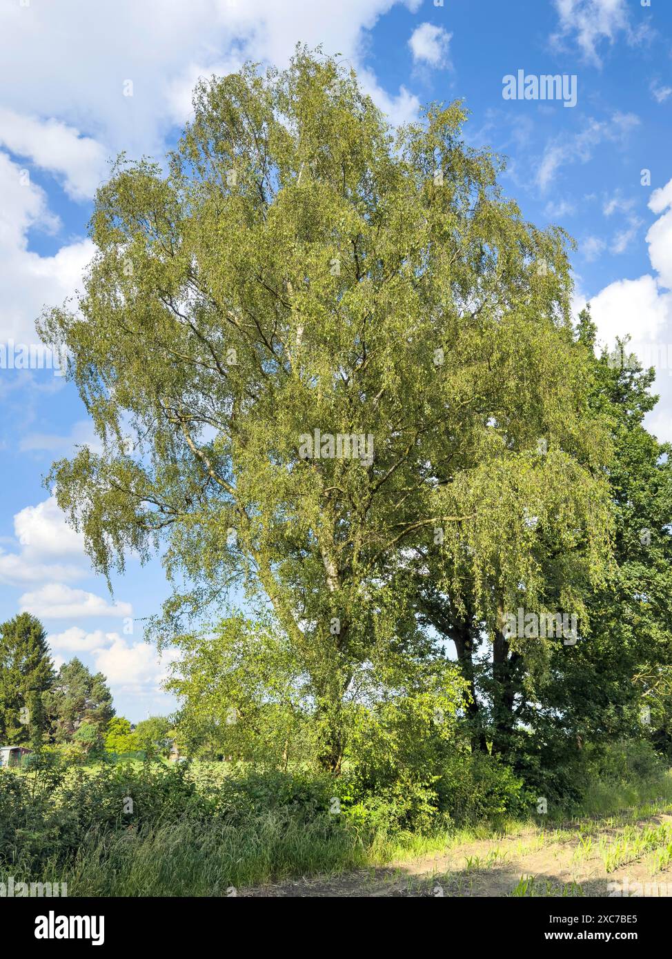 Large branched birch (Betula) growing between two fields Fields next to ...